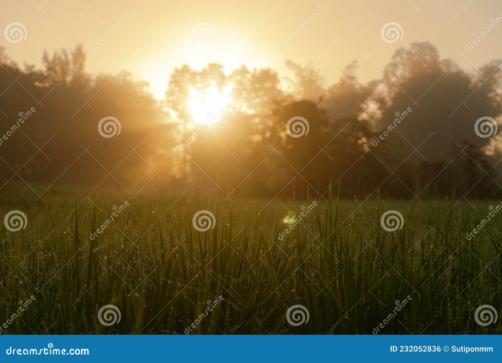 The Beautiful Sunrise Rice Green Field Blur Stock Photo - Image of rice ...