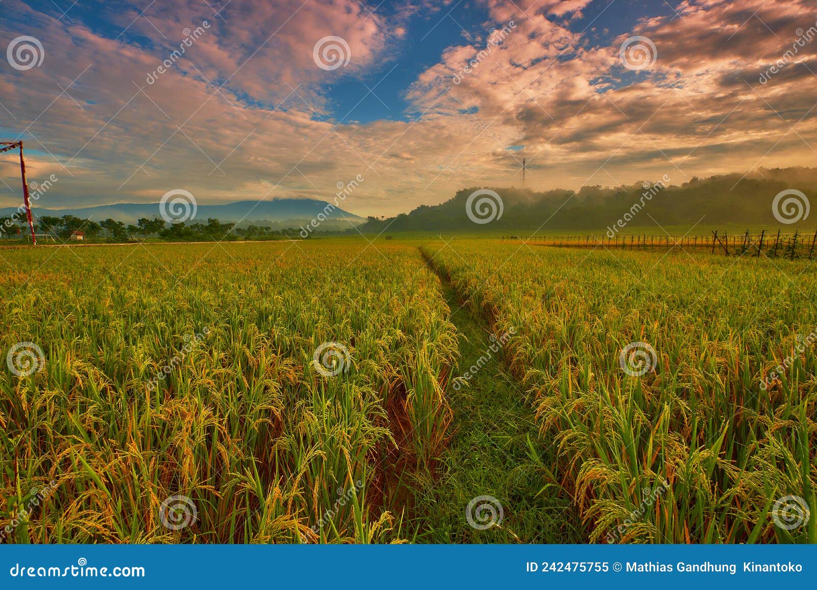 Beautiful Sunrise on the Ricefields Stock Image - Image of agriculture ...