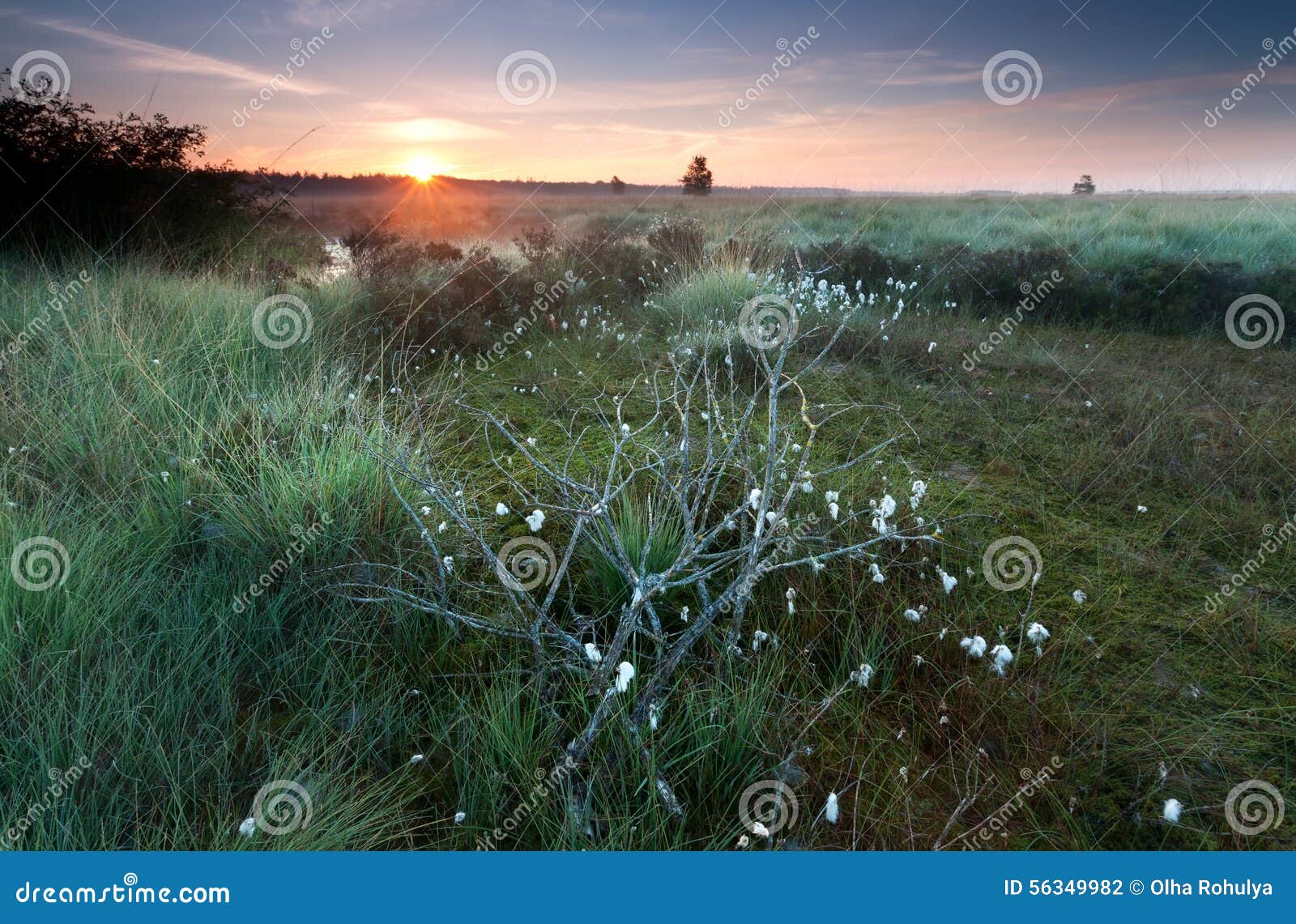 Beautiful Sunrise on Swamp in Summer Stock Photo - Image of outdoors ...