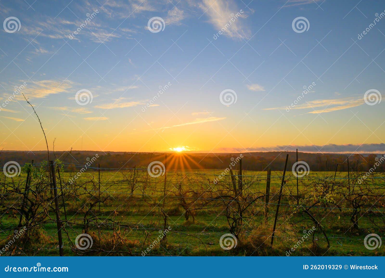 Beautiful Sunset Above the Grapevines. Bozrah, Connecticut Stock Image ...