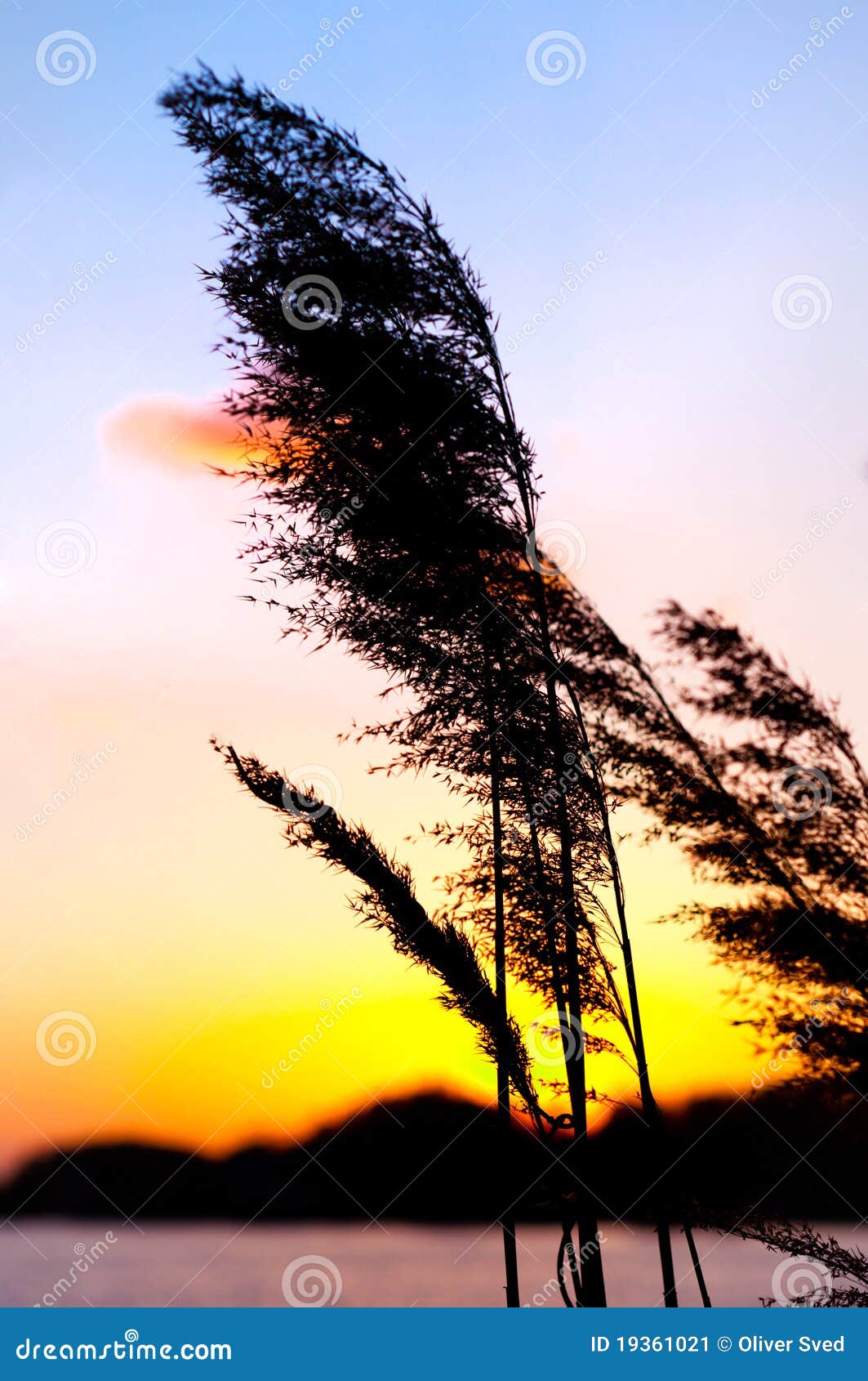 Beautiful Sunset with Bamboo Stock Image - Image of molder, beach: 19361021