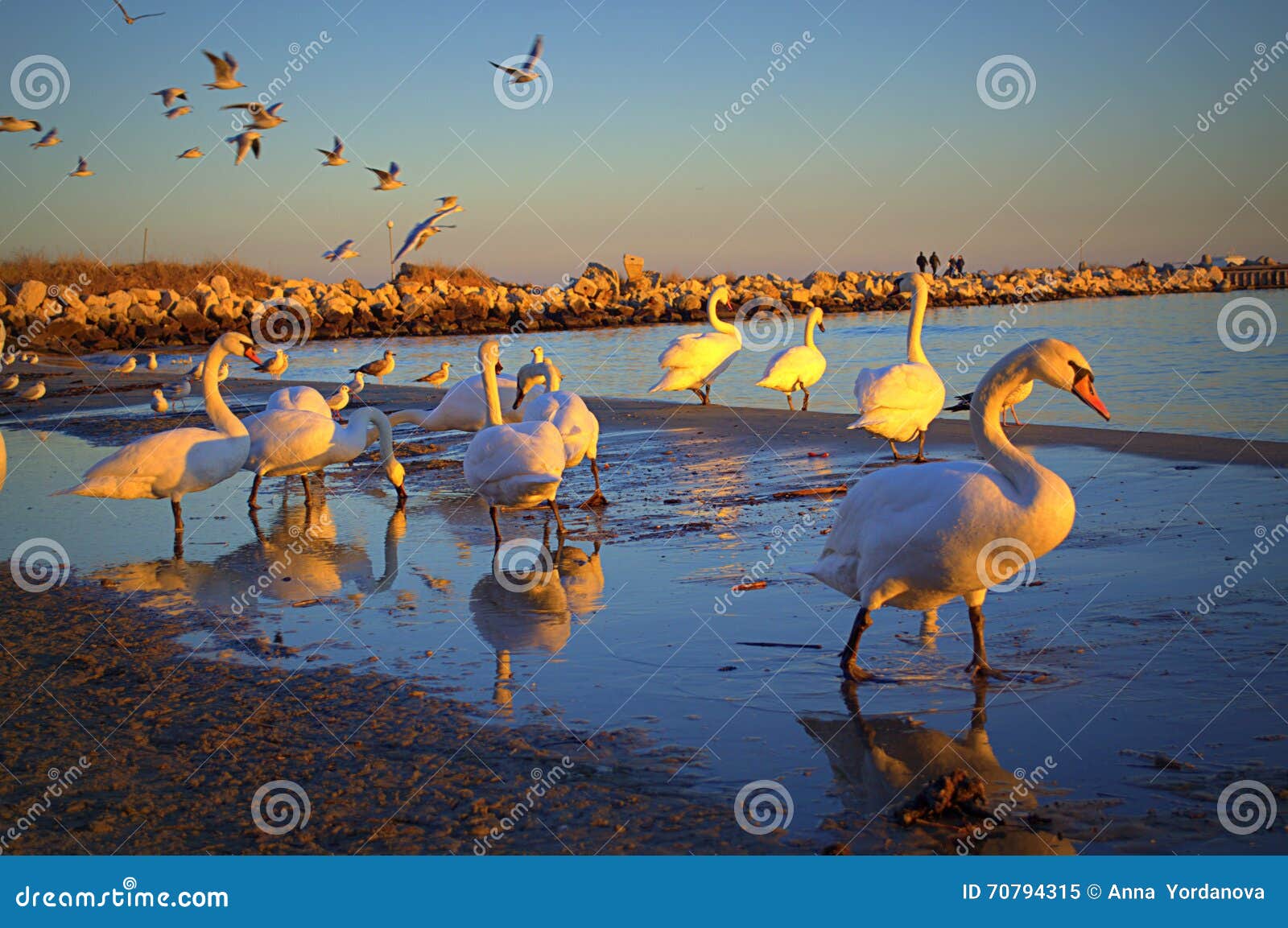Beautiful Sunset Beach Birds Stock Image - Image of peace, bulgaria ...