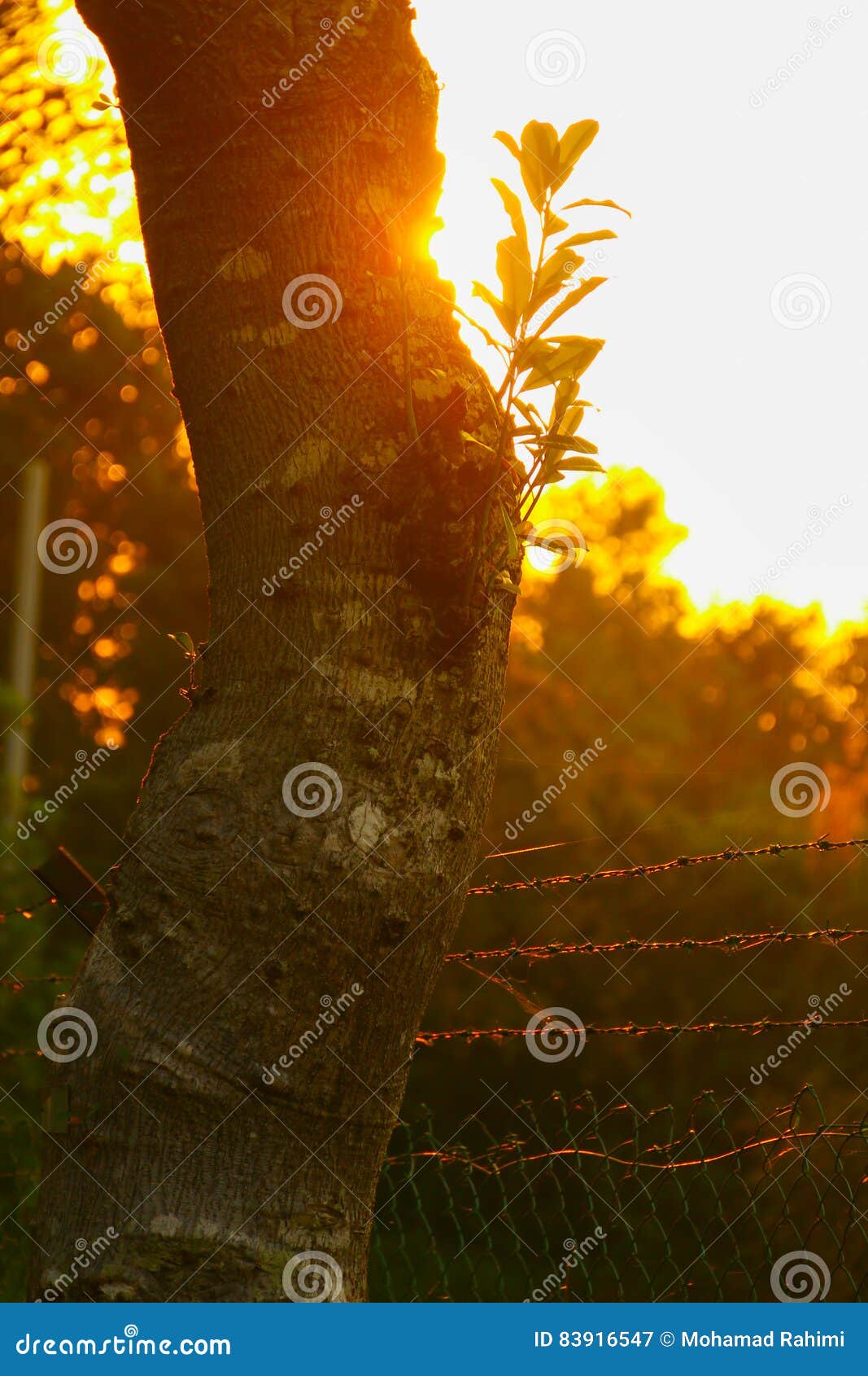 Beautiful Sunset Behind the Trees Stock Image - Image of horizon ...