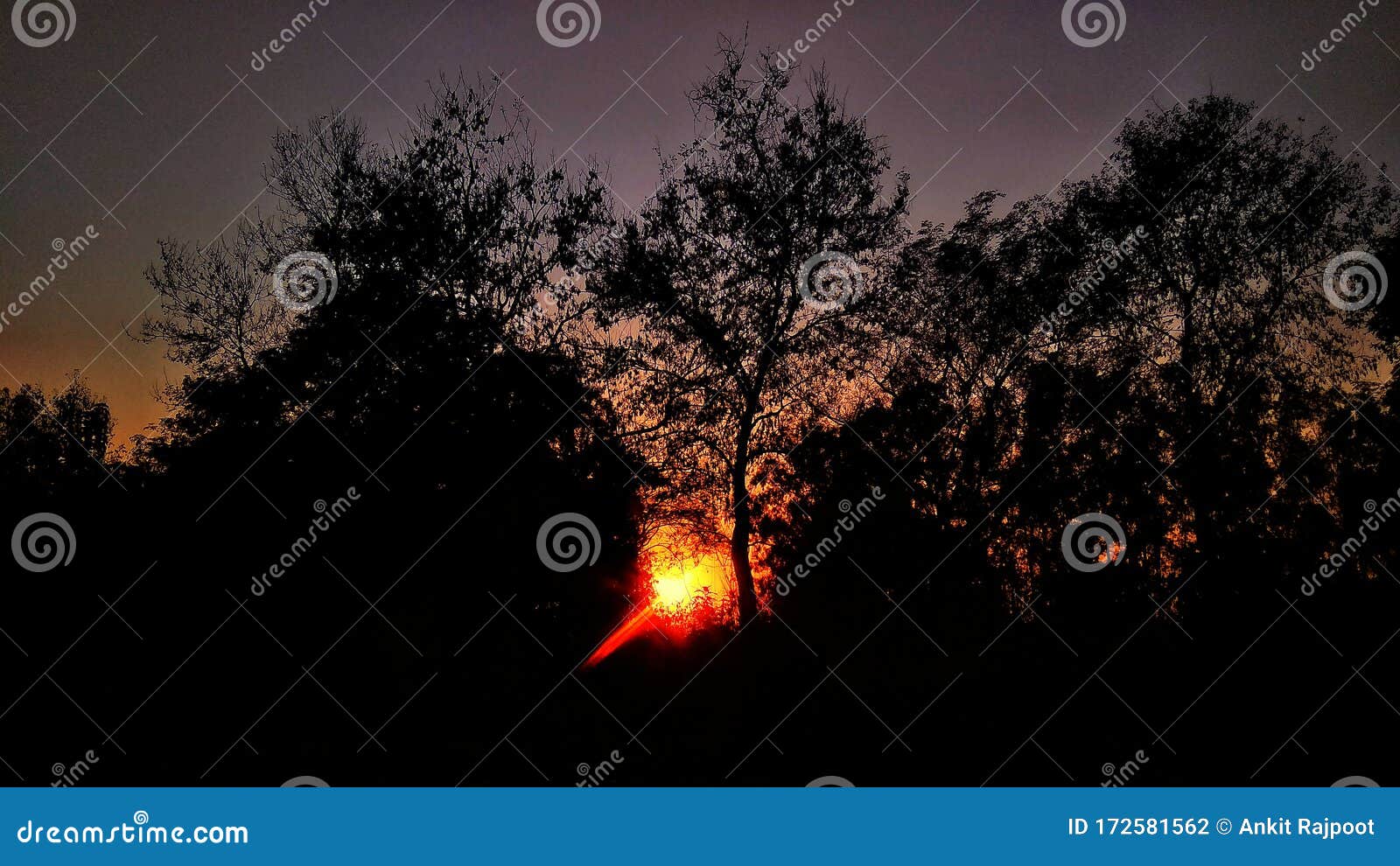 Beautiful Sunset Behind Trees , Tree Shadow in Sunset , Beautiful ...
