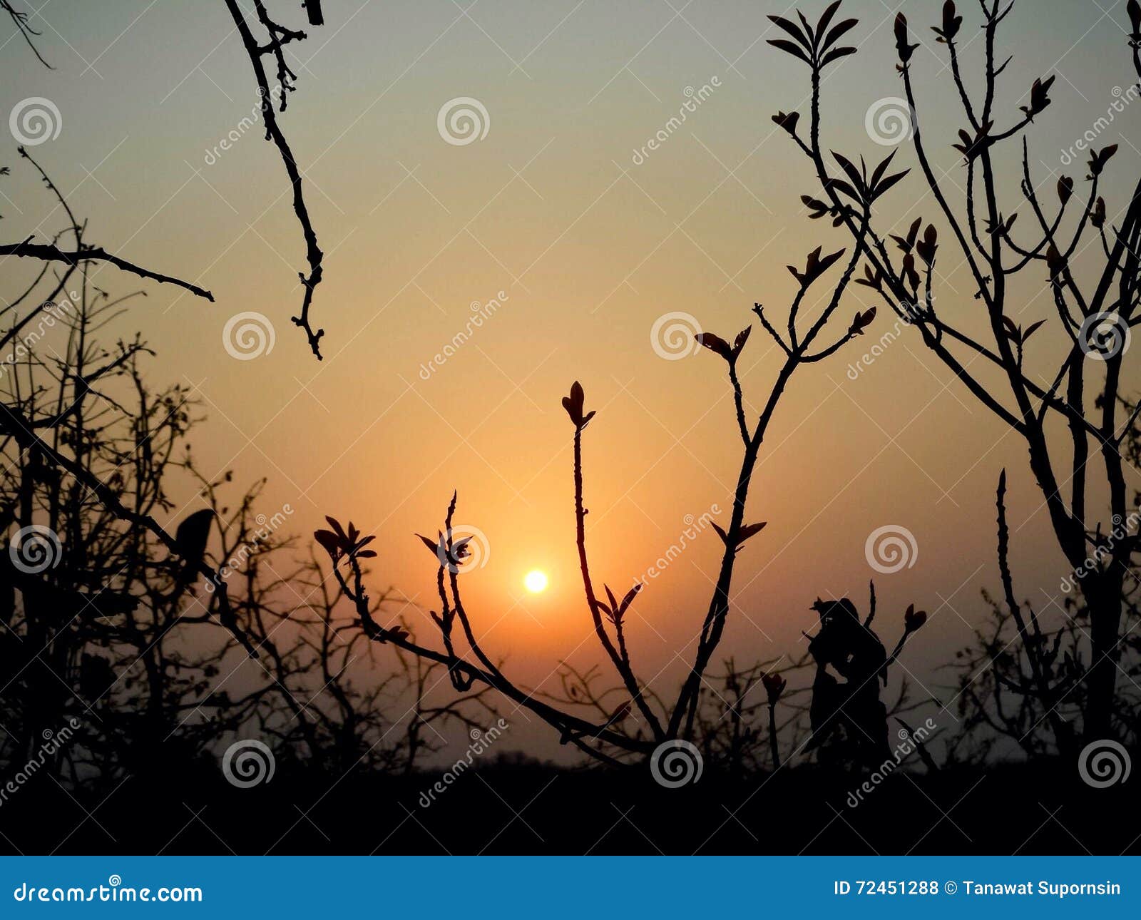 Beautiful Sunset with Black Tree and Sky Wallpaper Stock Photo - Image ...