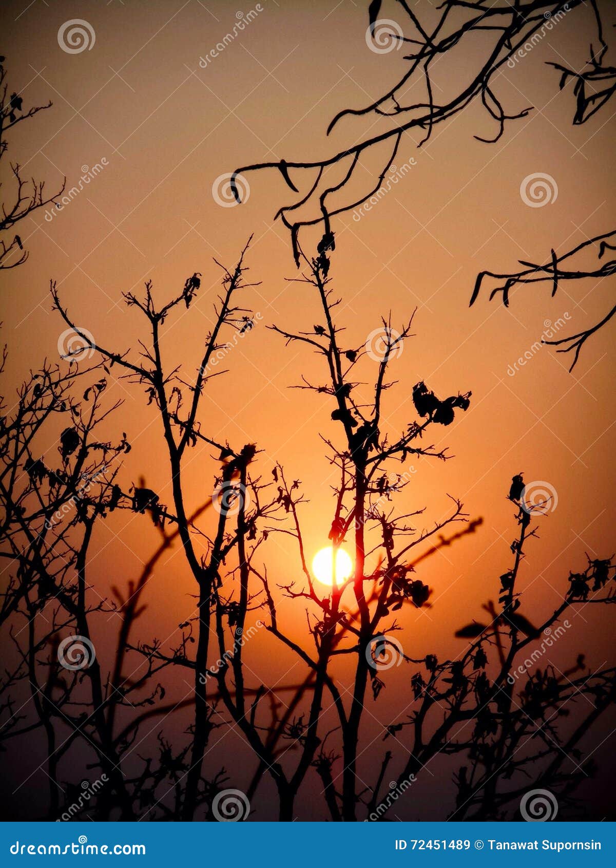 Beautiful Sunset with Black Tree and Sky Wallpaper Stock Image - Image ...