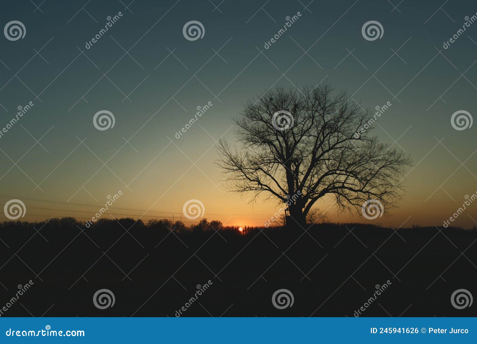 Beautiful Sunset Bonus Tree Stock Photo - Image of aster, close: 245941626