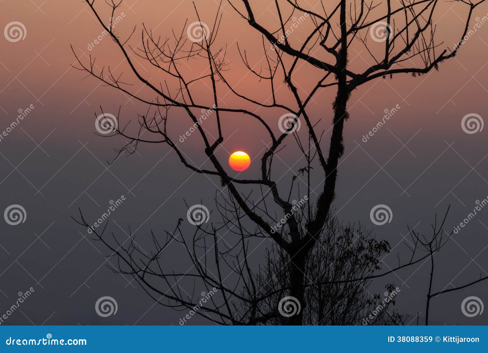 Beautiful Sunset in Bush Silhouette View Stock Image - Image of branch ...