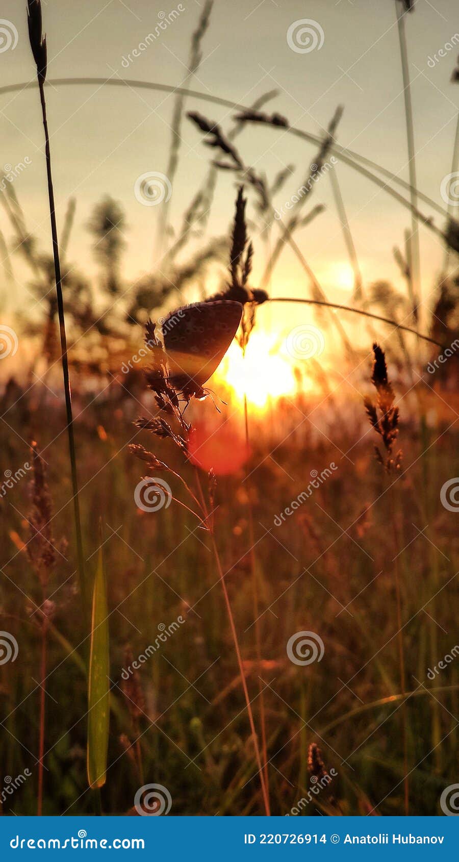 Beautiful Sunset. Butterfly at Sunset Stock Photo - Image of beautiful ...