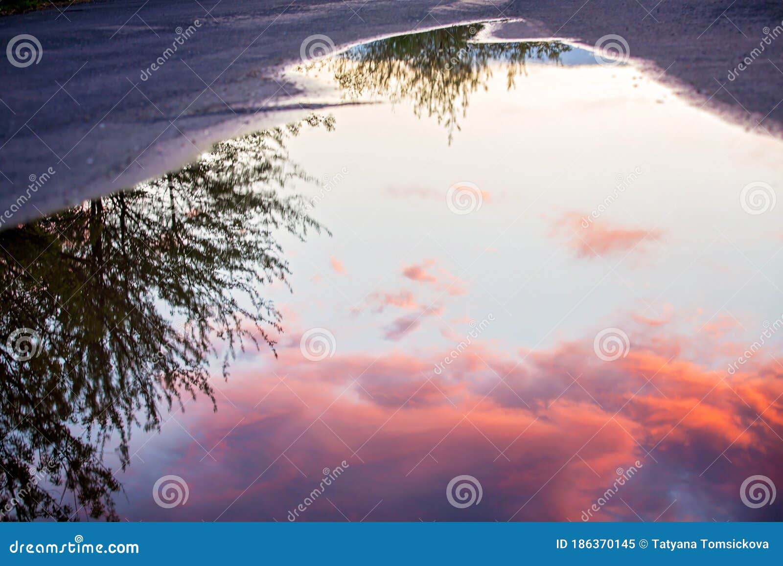 Beautiful Sunset Clouds and Tree, Reflecting in Water Puddle Stock ...