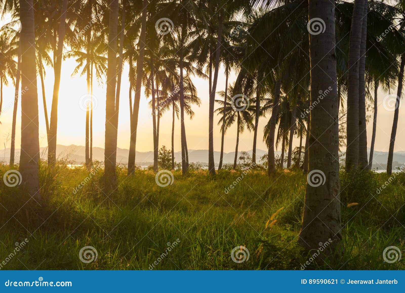 Sunset And Coconut Tree Stock Photography | CartoonDealer.com #149637788