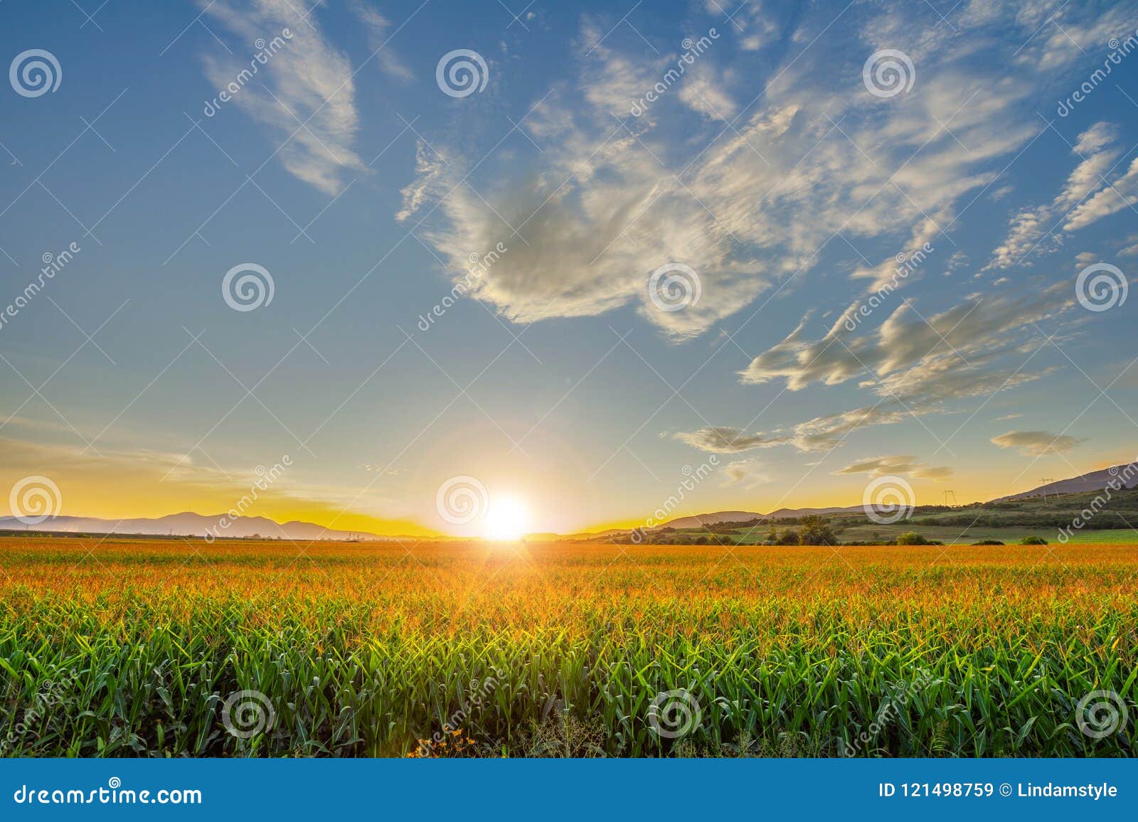 Beautiful Sunset with Corn Field Stock Image - Image of ecologic, field ...