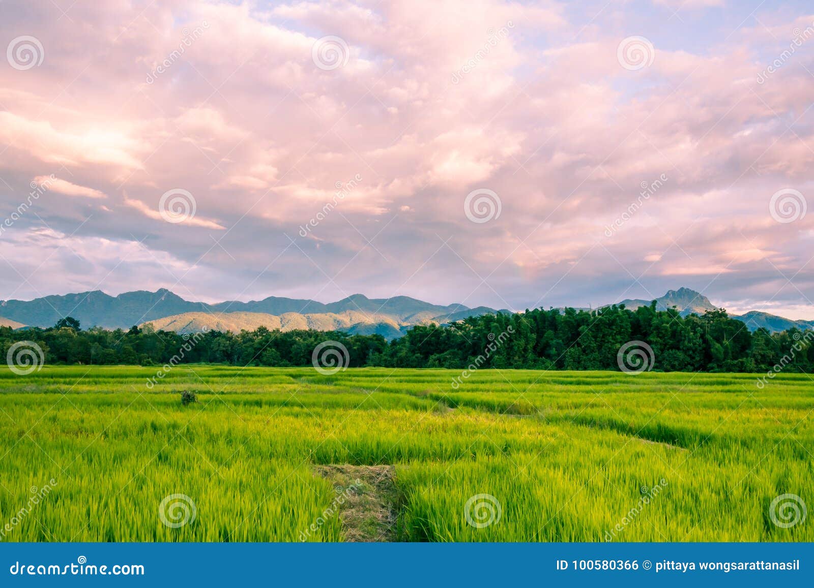 Beautiful Sunset and Dark Clouds on Rice Fields with Trees and B Stock ...