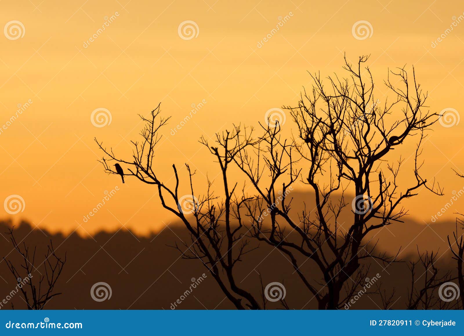 Beautiful Sunset and Dead Tree Stock Image - Image of climate, scenic ...