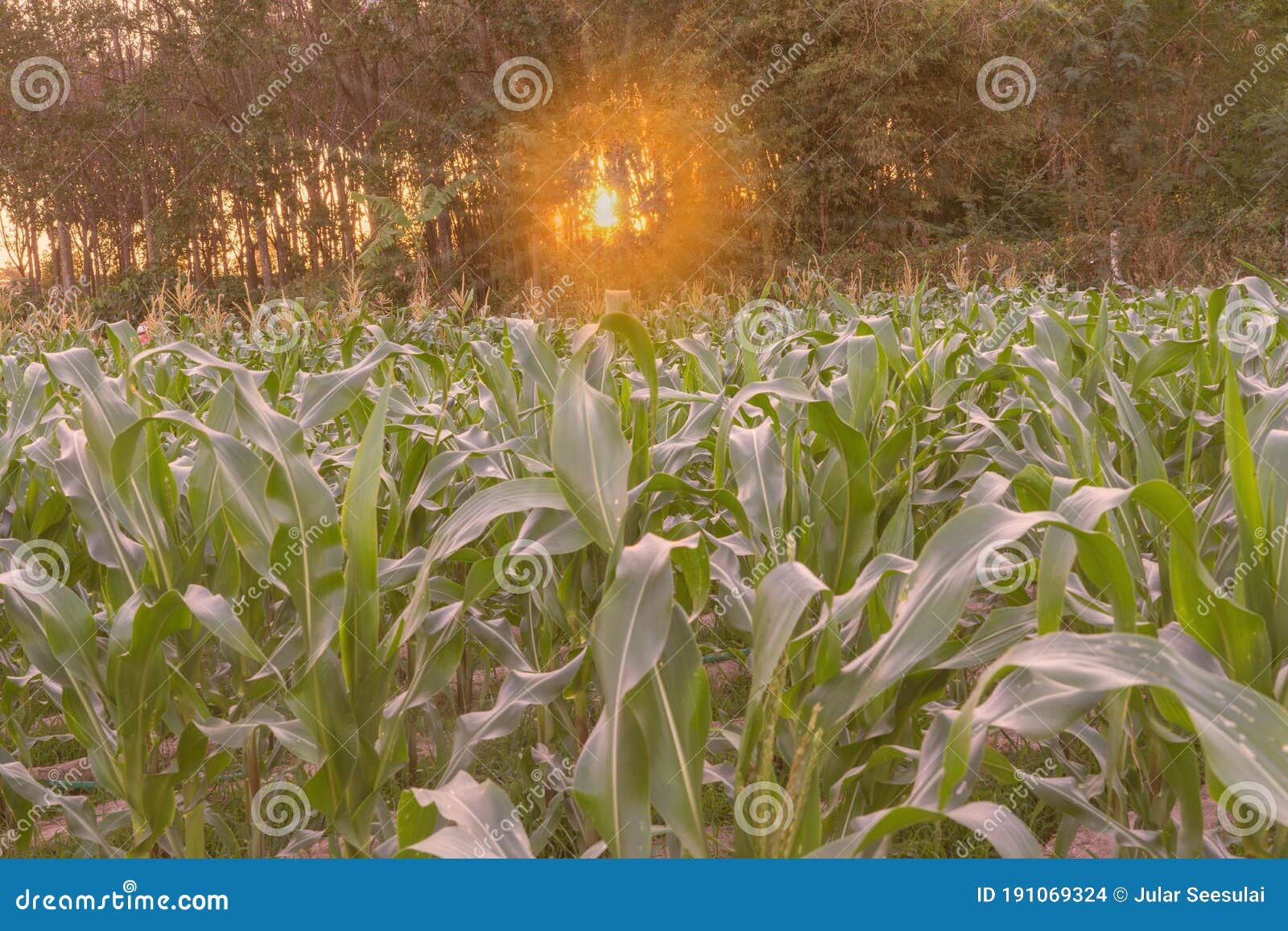 Beautiful Sunset in the Evening Over the Corn Field. Stock Photo ...