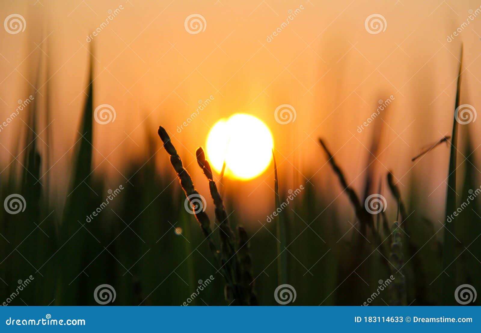 A Beautiful Sunset in the Field Stock Image - Image of plant ...