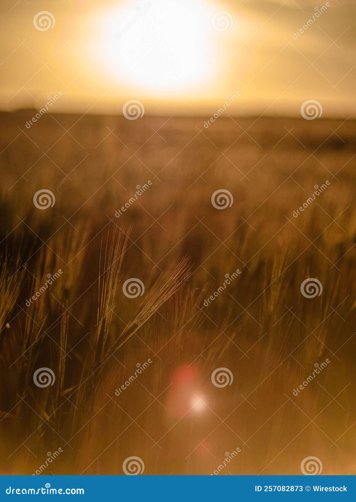 Beautiful Sunset in a Field Stock Image - Image of nature, beautiful ...