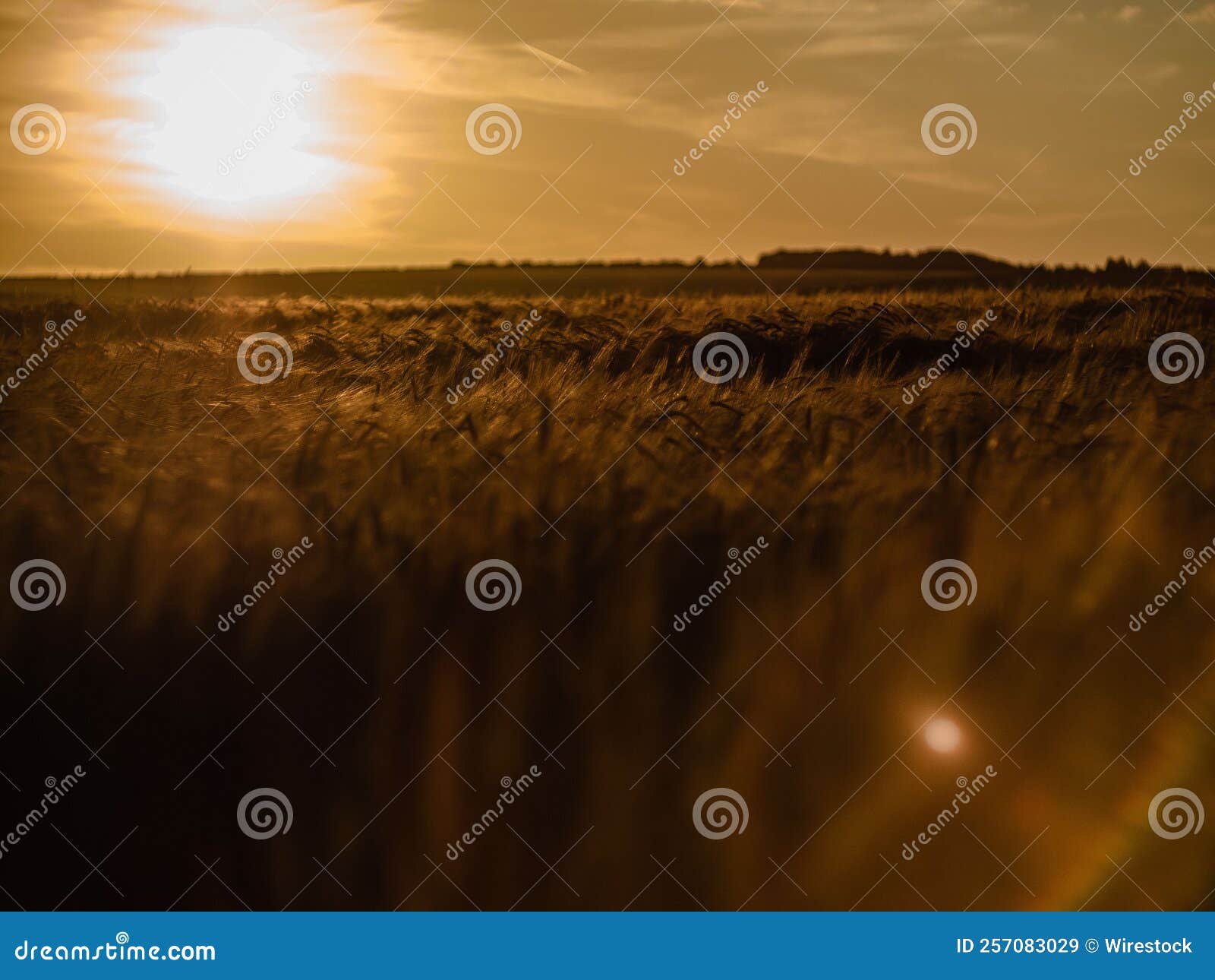 Beautiful Sunset in a Field Stock Image - Image of nature, field: 257083029
