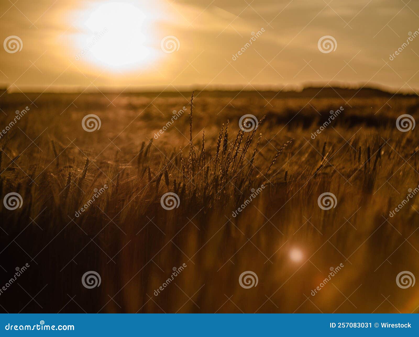 Beautiful Sunset in a Field Stock Image - Image of field, sunset: 257083031