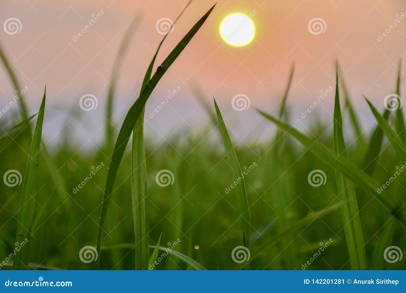 Beautiful Sunset Fields in Nature Stock Image - Image of crop ...