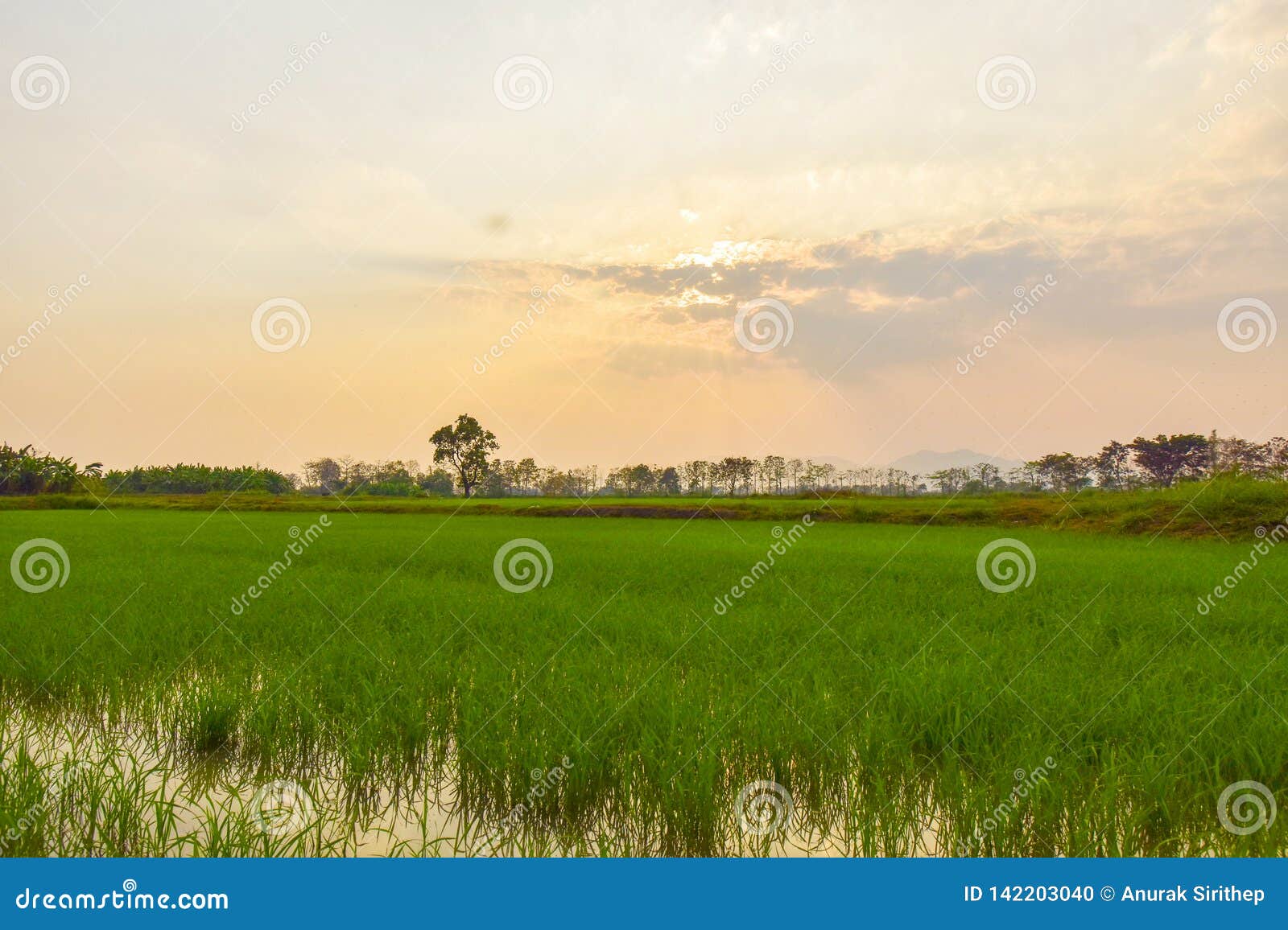 Beautiful Sunset Fields in Nature Stock Photo - Image of beam, care ...