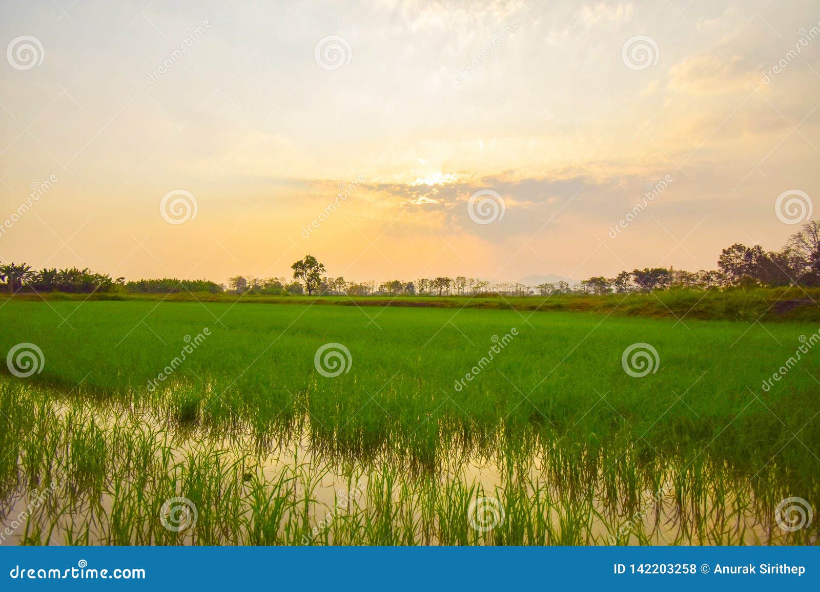 Beautiful Sunset Fields in Nature Stock Photo - Image of abstract ...