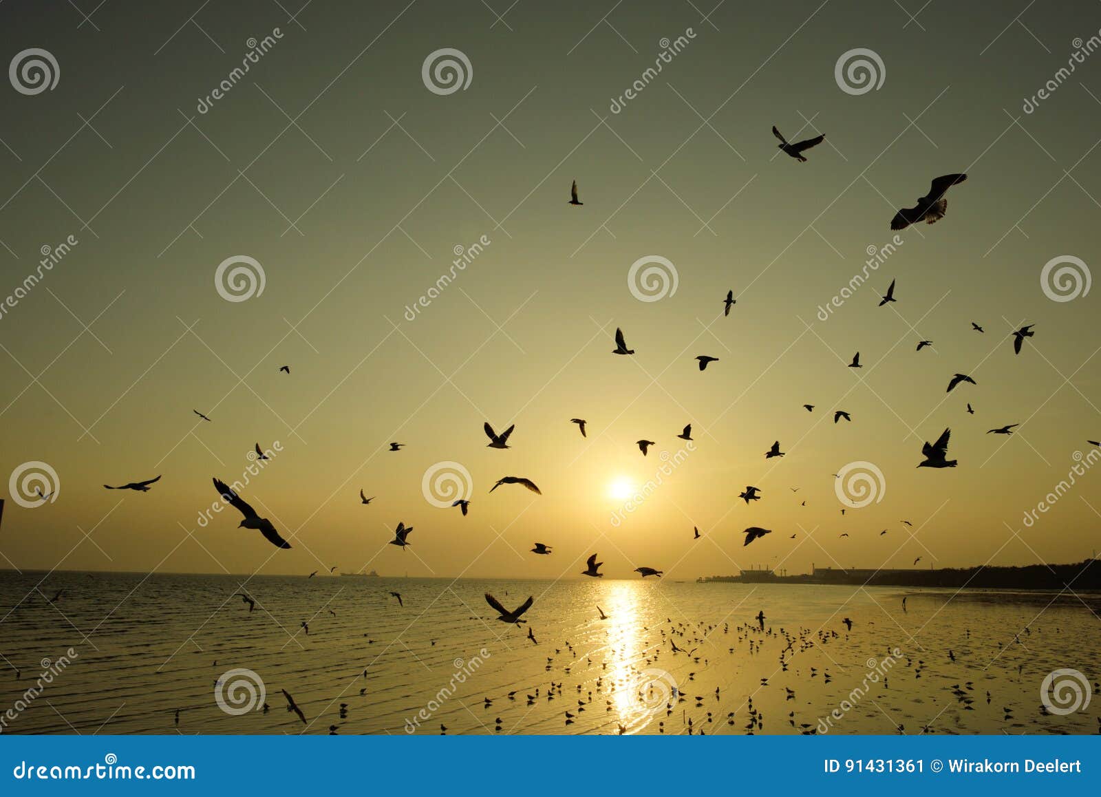 Beautiful Sunset and Flying Birds Over the Sea Stock Image - Image of ...