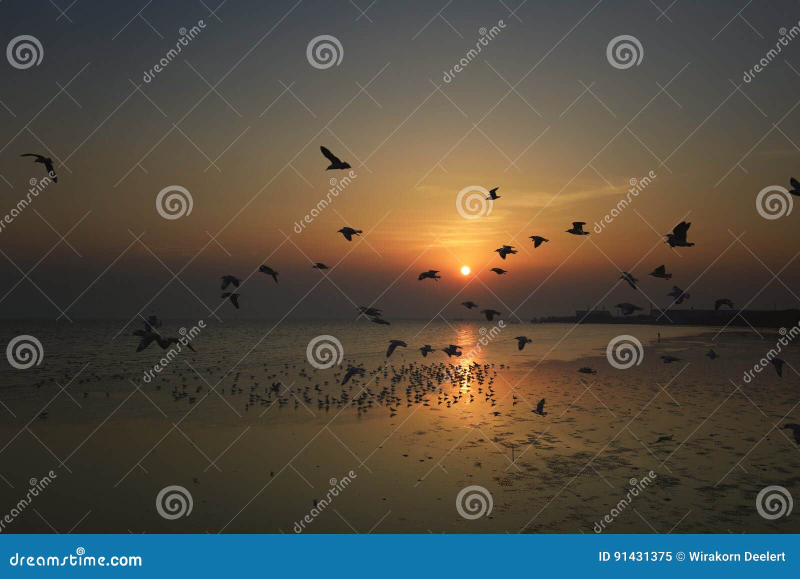 Beautiful Sunset and Flying Birds Over the Sea Stock Image - Image of ...