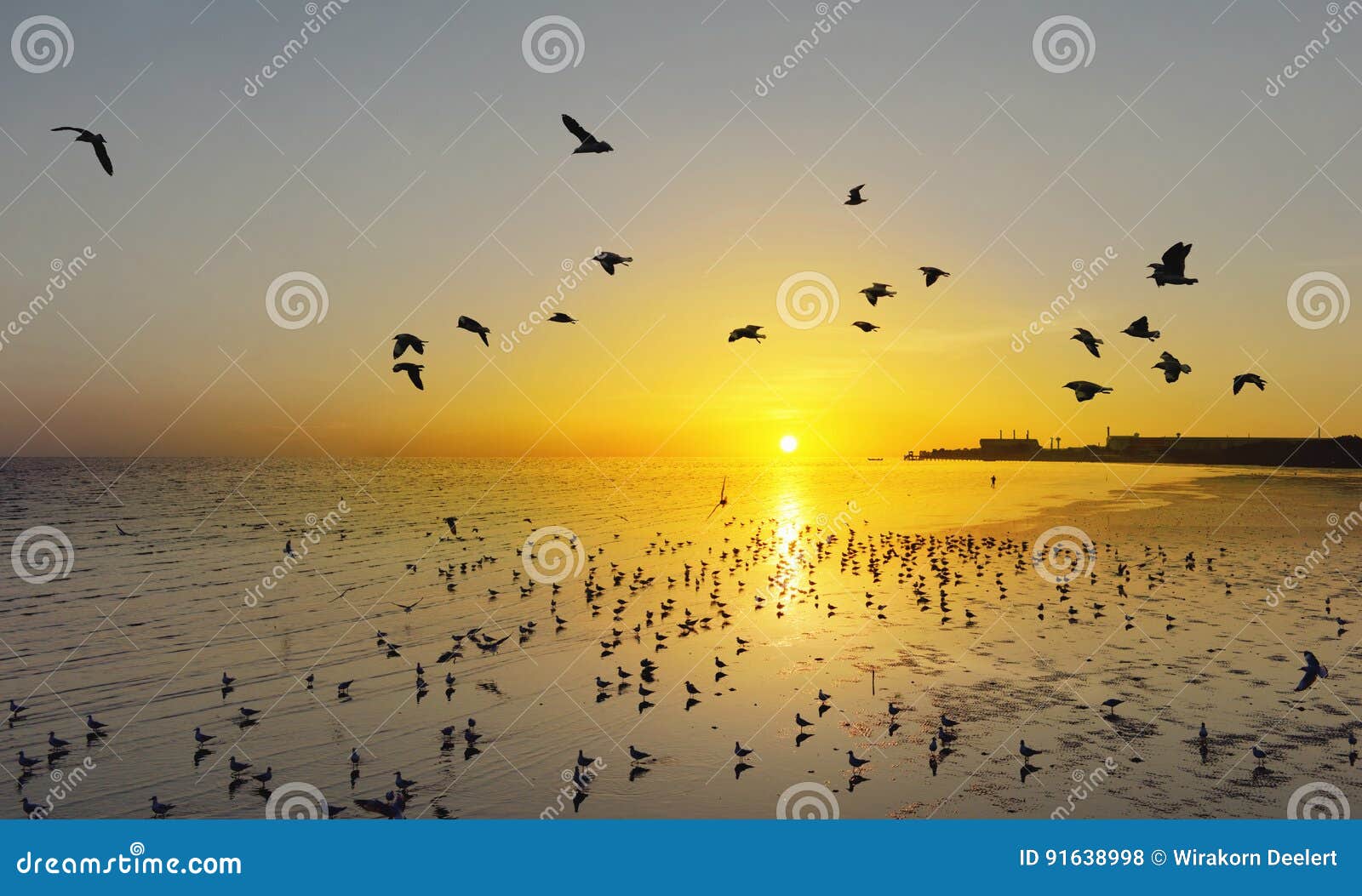 Beautiful Sunset and Flying Birds Stock Photo - Image of dawn, bright ...