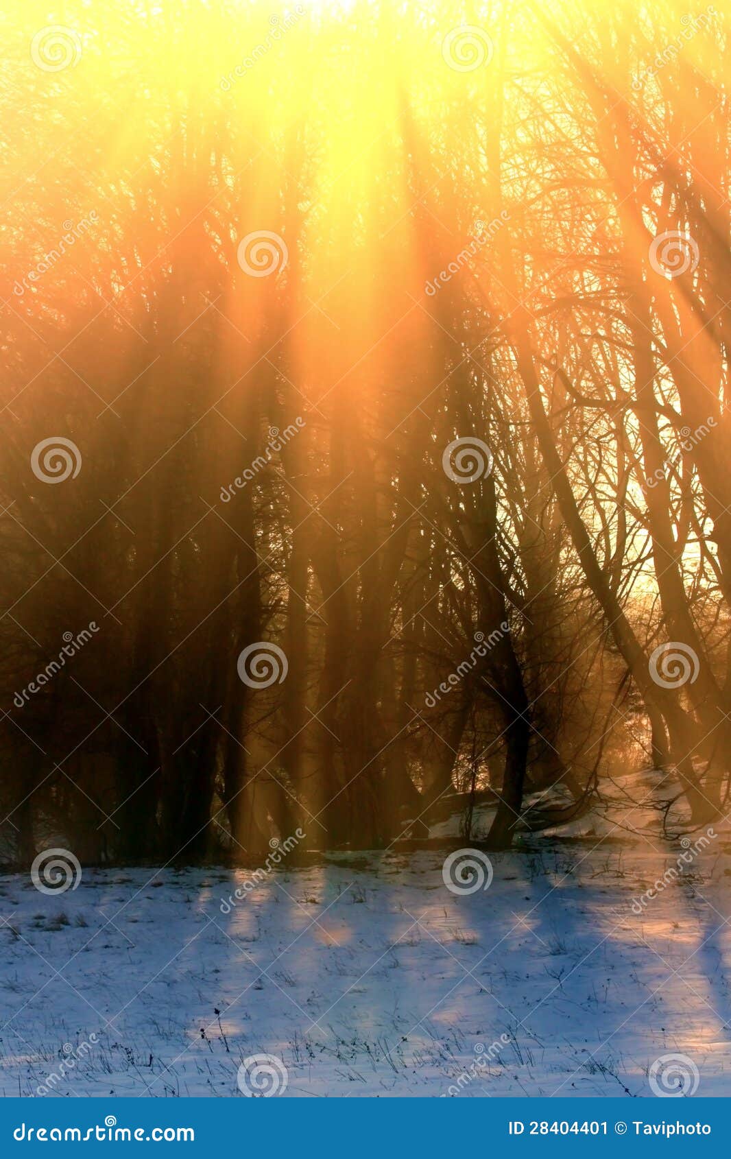 Beautiful Sunset in the Forest Stock Image - Image of outdoor, season ...