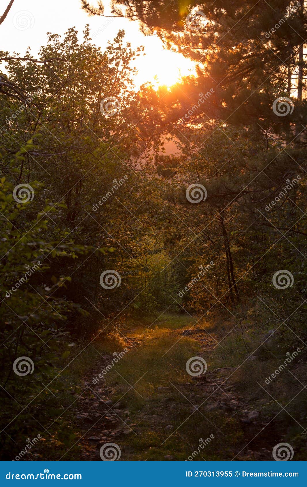 Beautiful Sun in the Forest Stock Image - Image of autumn, adventure ...