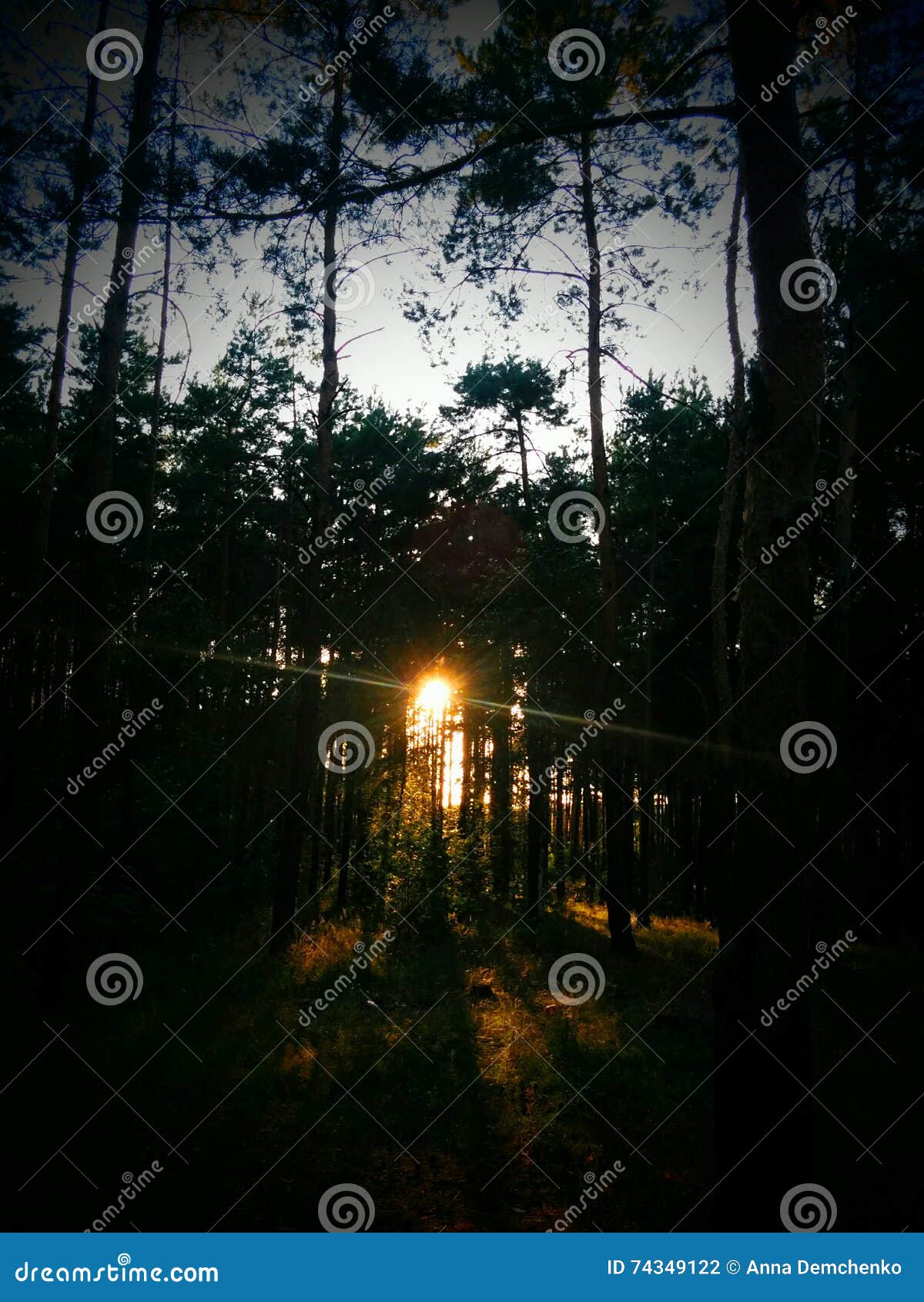 Beautiful Sunset in the Forest Stock Photo - Image of forest, light ...