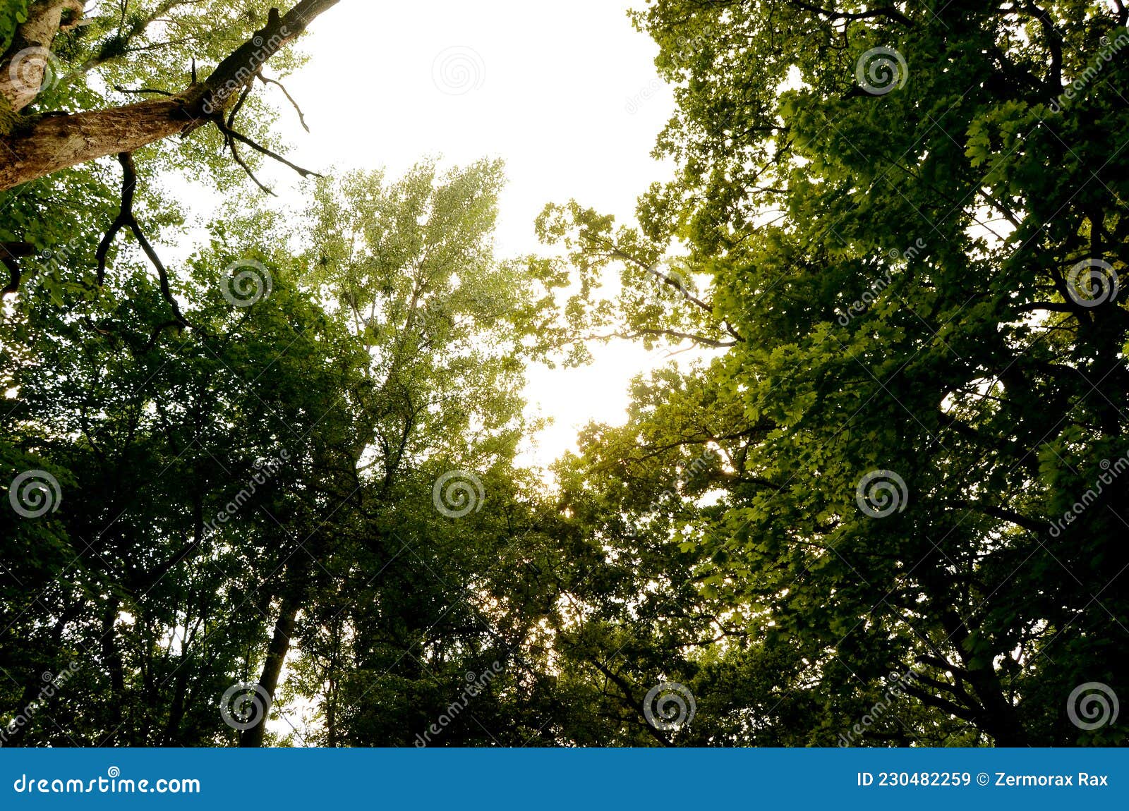 Beautiful Sunset in the Forest Stock Image - Image of grass, nature ...