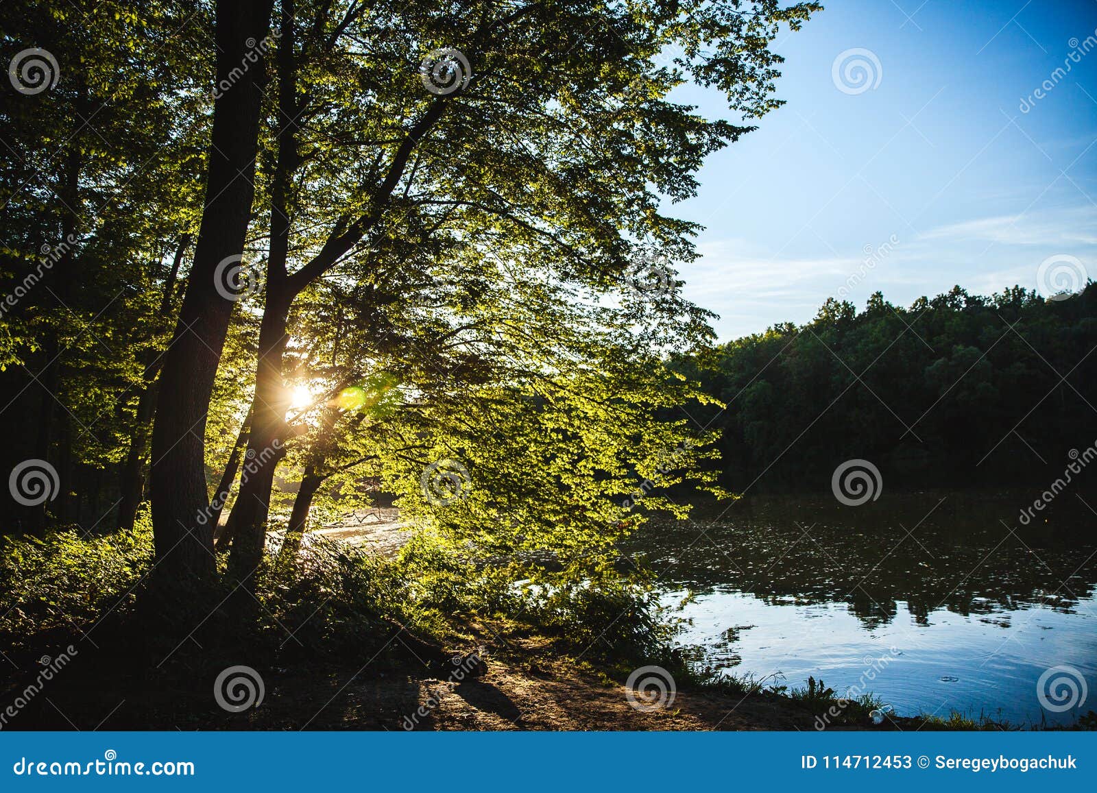 Beautiful Sunset in the Forest. Nature Stock Image - Image of natural ...