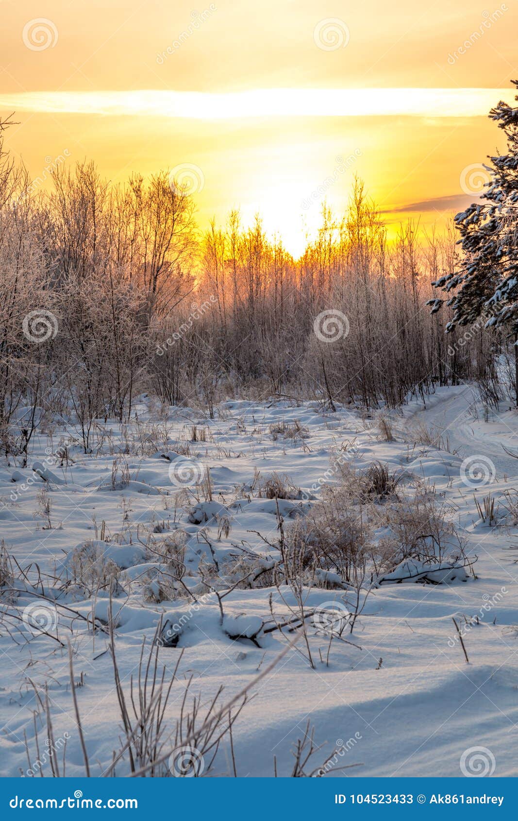 Sunset over the forest stock image. Image of snow, pine - 104523433
