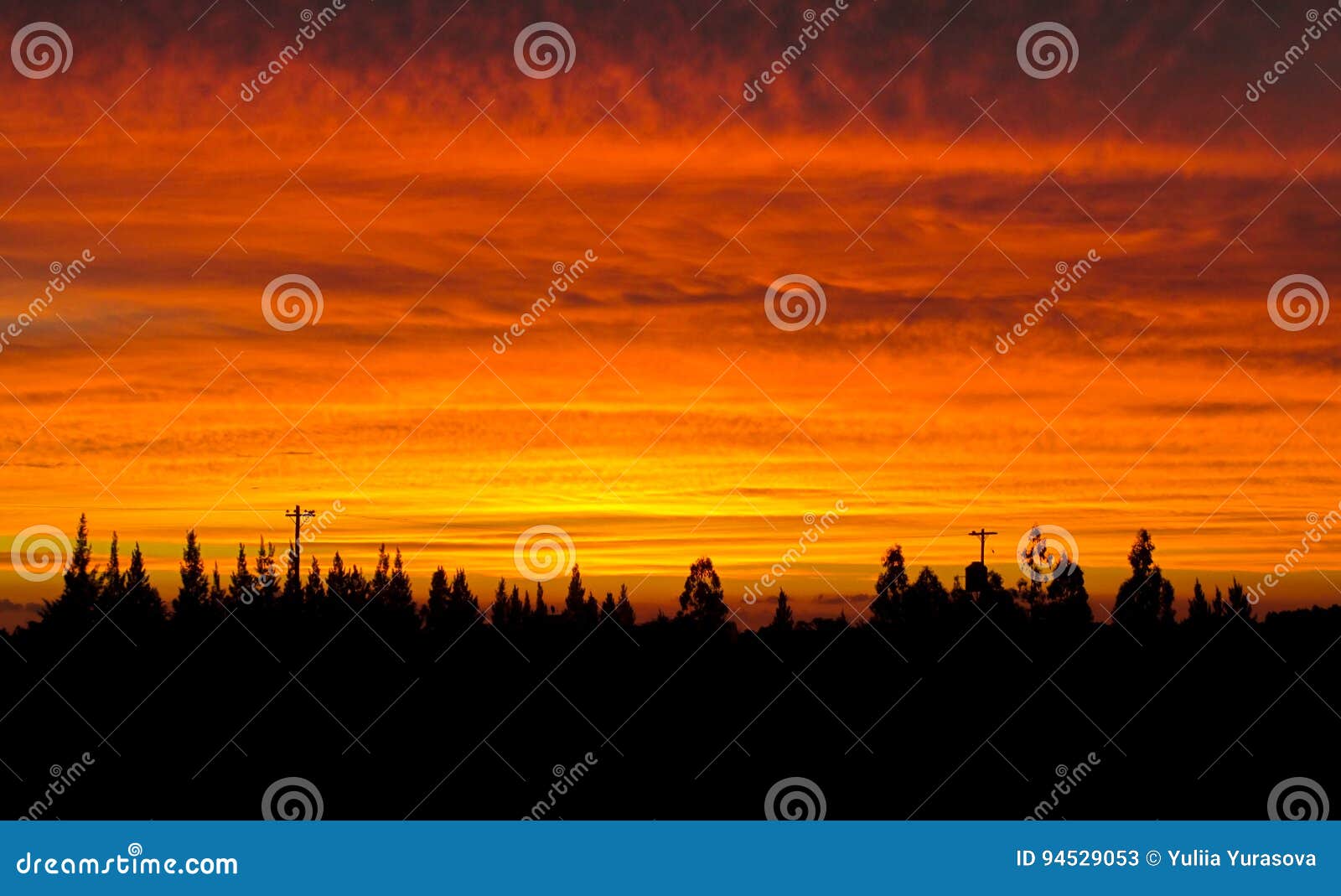 Beautiful Sunset in the Forest Stock Image - Image of colorful, color ...