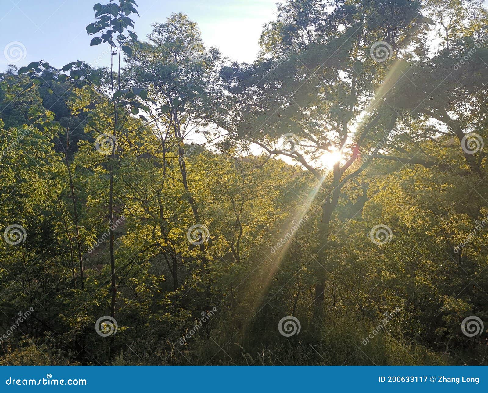 Beautiful Sunset in Forests Stock Image - Image of leaf, green: 200633117