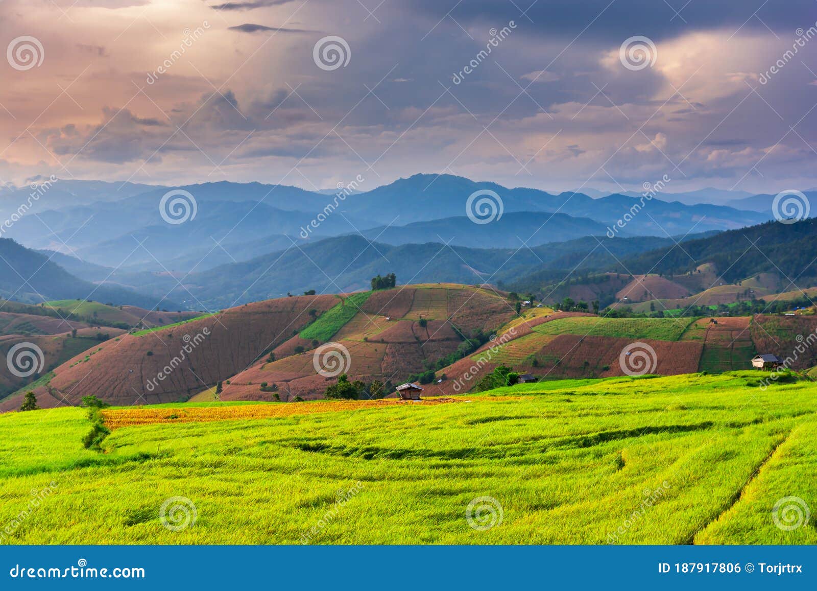 Beautiful Sunset at Green Rice Field, Rice Terrace Stock Photo - Image ...