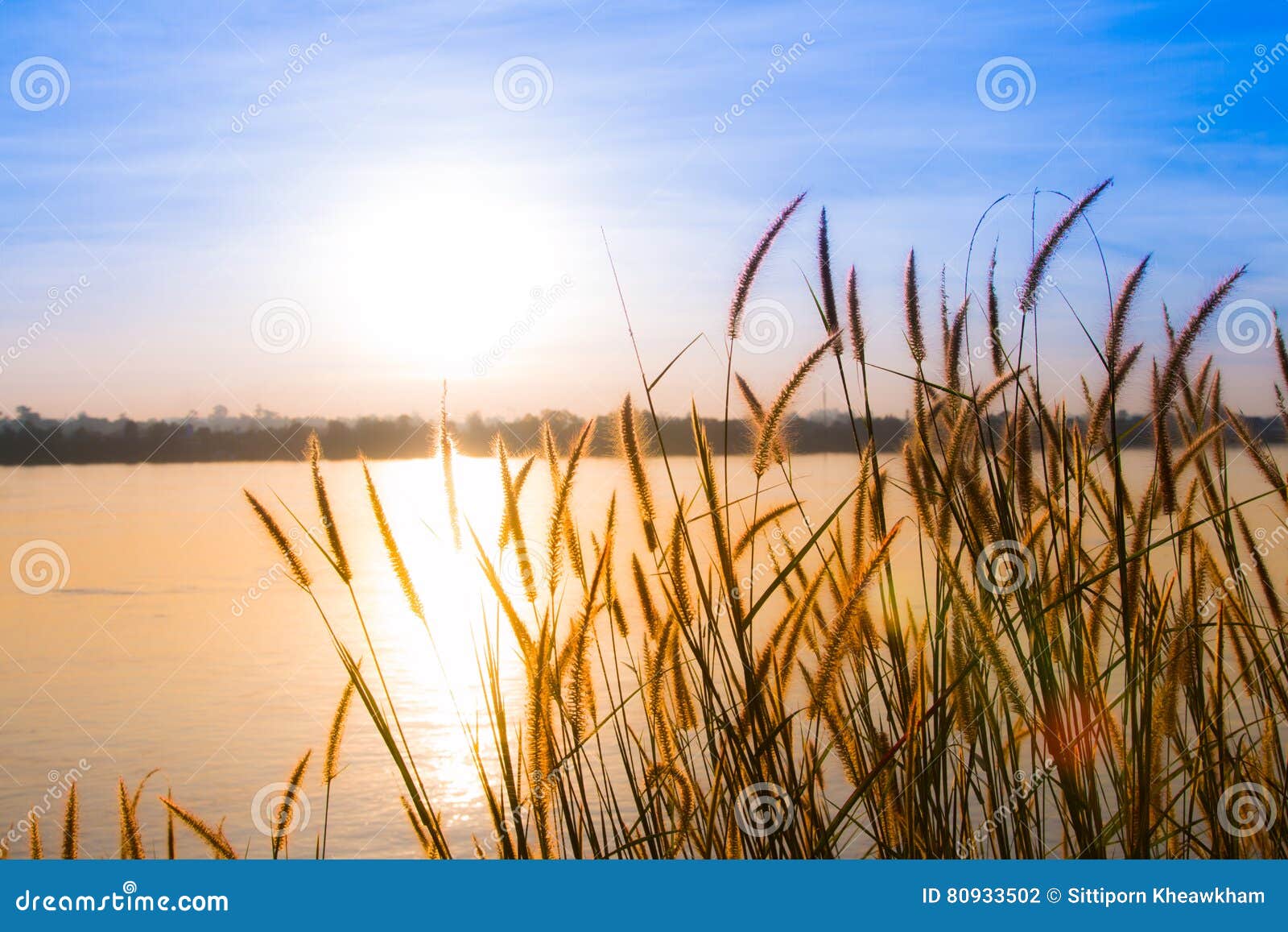 Beautiful Sunset Landscape Scene with Tall Grass Stock Photo - Image of ...