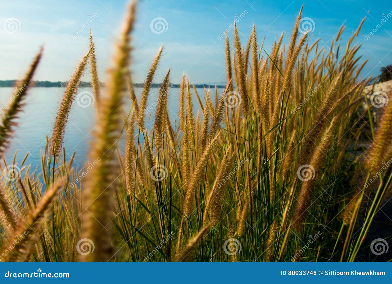 Beautiful Sunset Landscape Scene with Tall Grass Stock Photo - Image of ...