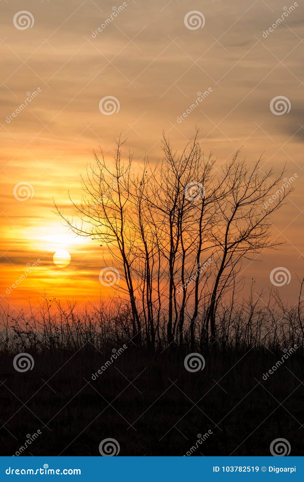 Beautiful Sunset Landscape with Tree Stock Image - Image of evening ...