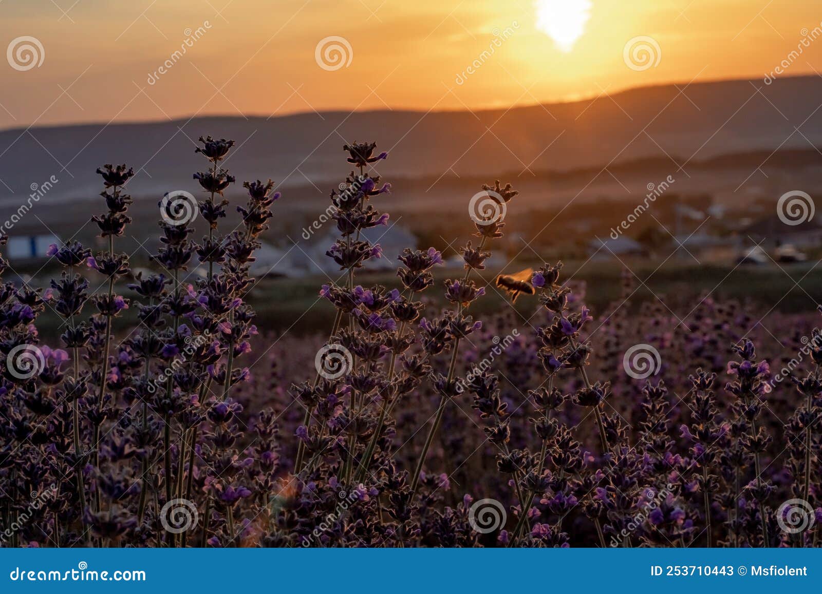 Beautiful Sunset in the Lavender Fields Stock Image - Image of purple ...