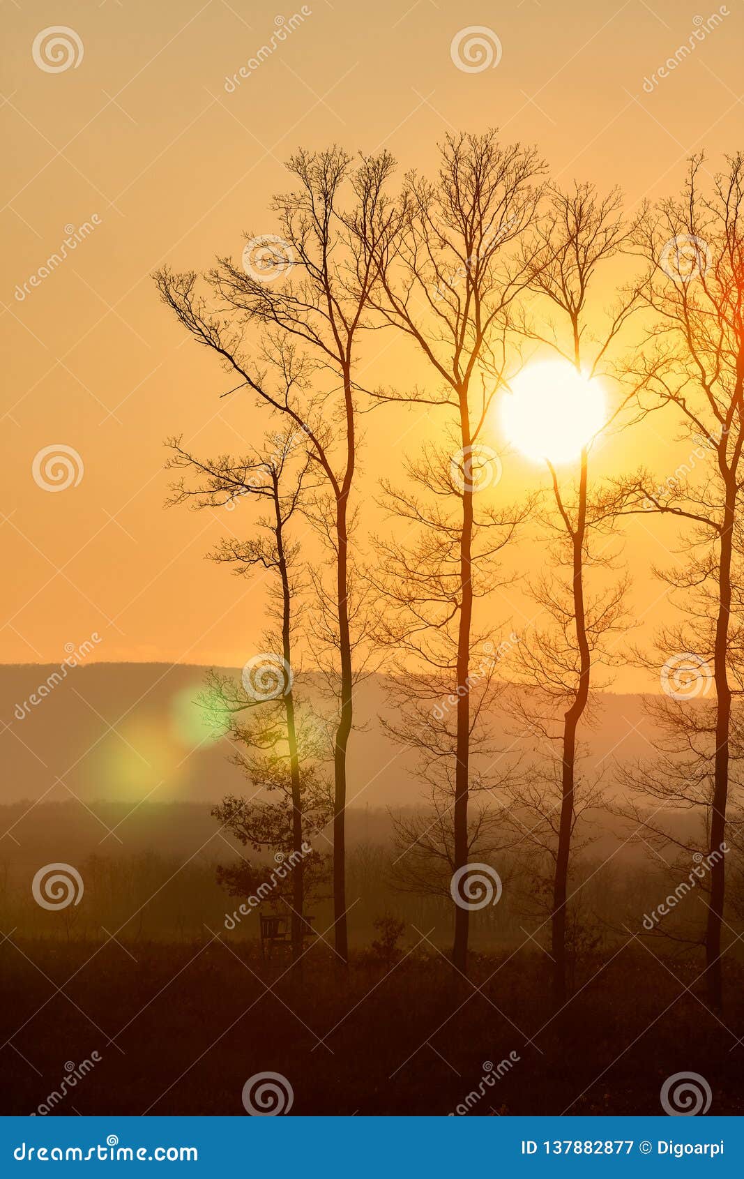 Beautiful Sunset Light and Trees Silhouette Stock Image - Image of ...