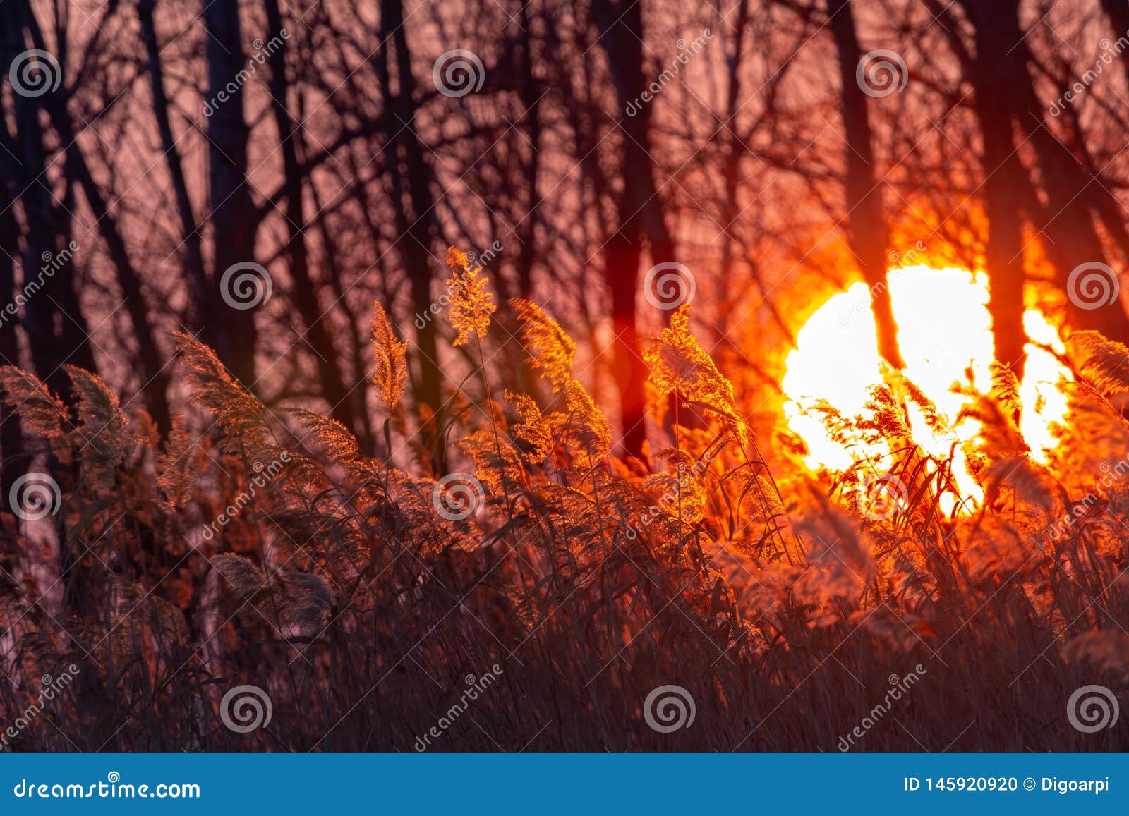 Beautiful Sunset Light through the Woods and Reeds Stock Photo - Image ...