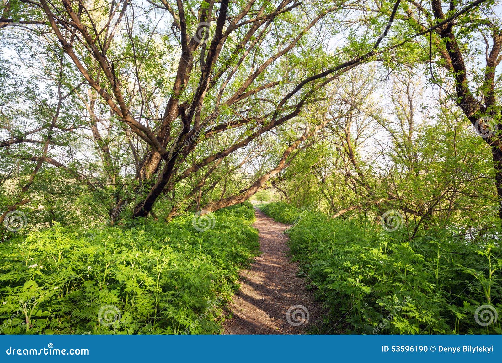Beautiful Sunset in Magic Forest. Trail. Spring Landscape Stock Photo ...