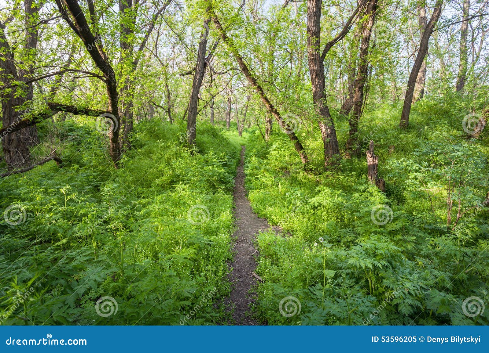 Beautiful Sunset in Magic Forest. Trail. Spring Landscape Stock Image ...