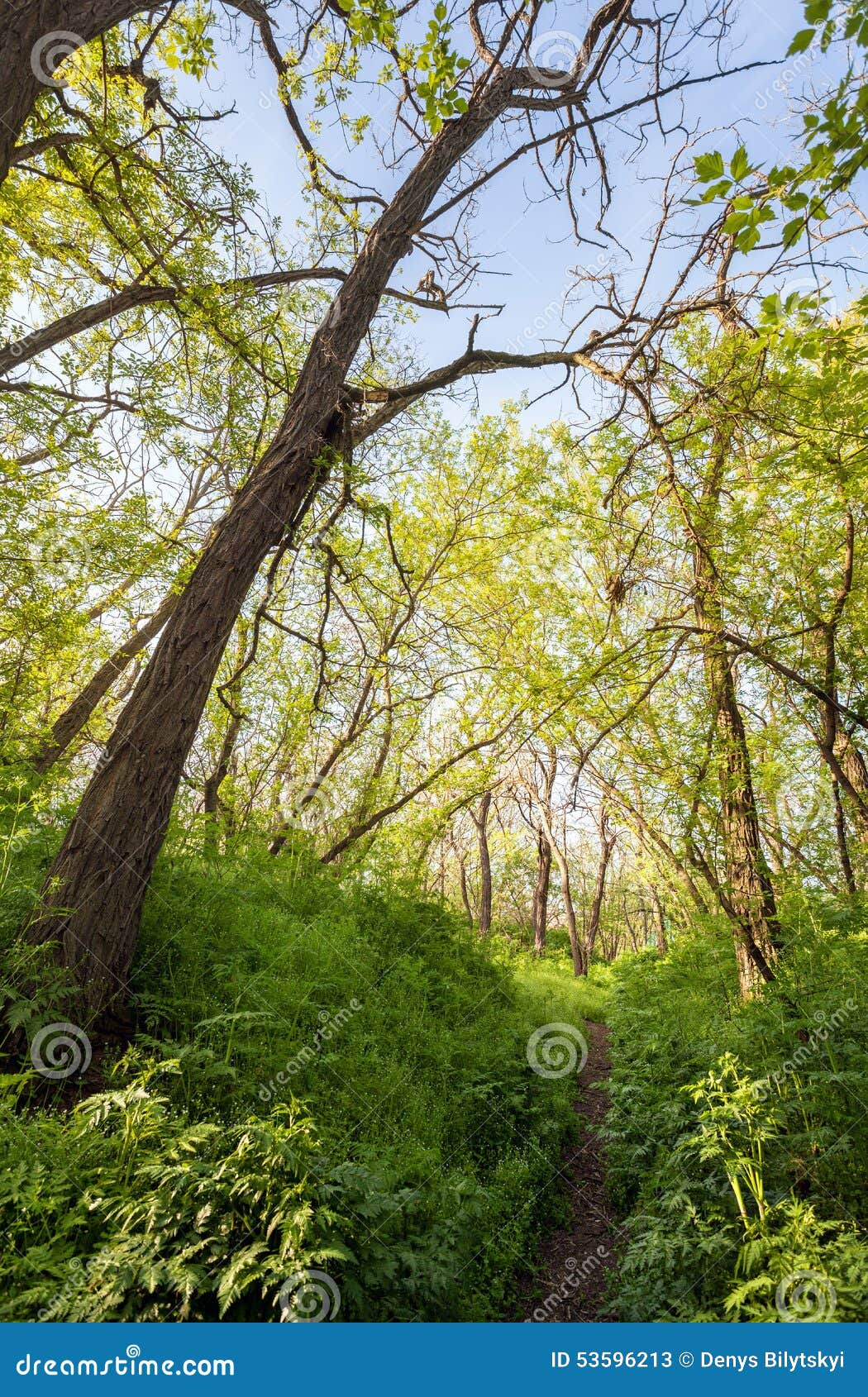 Beautiful Sunset In Magic Forest. Trail. Spring Landscape Stock Image ...