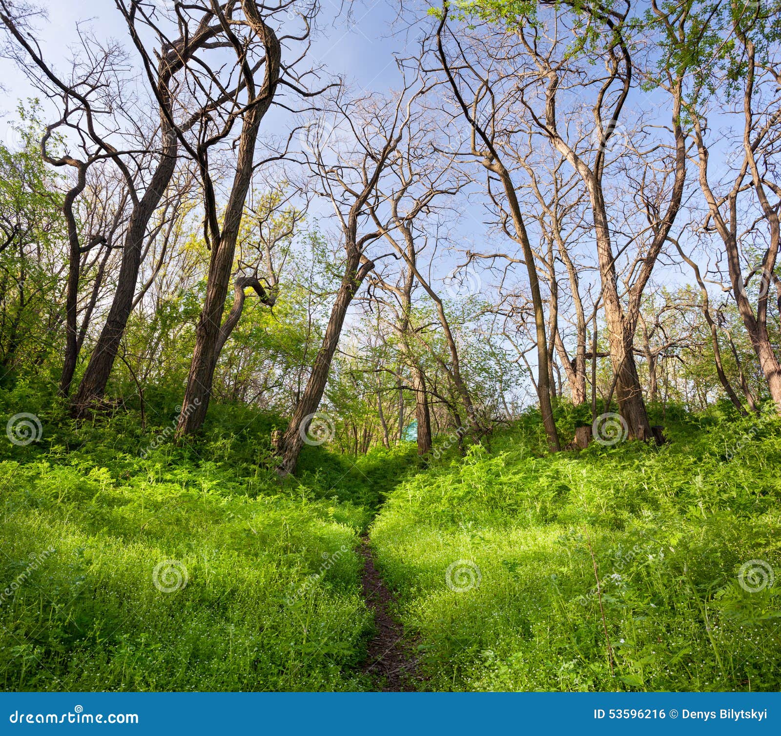 Beautiful Sunset in Magic Forest. Trail. Spring Landscape Stock Photo ...