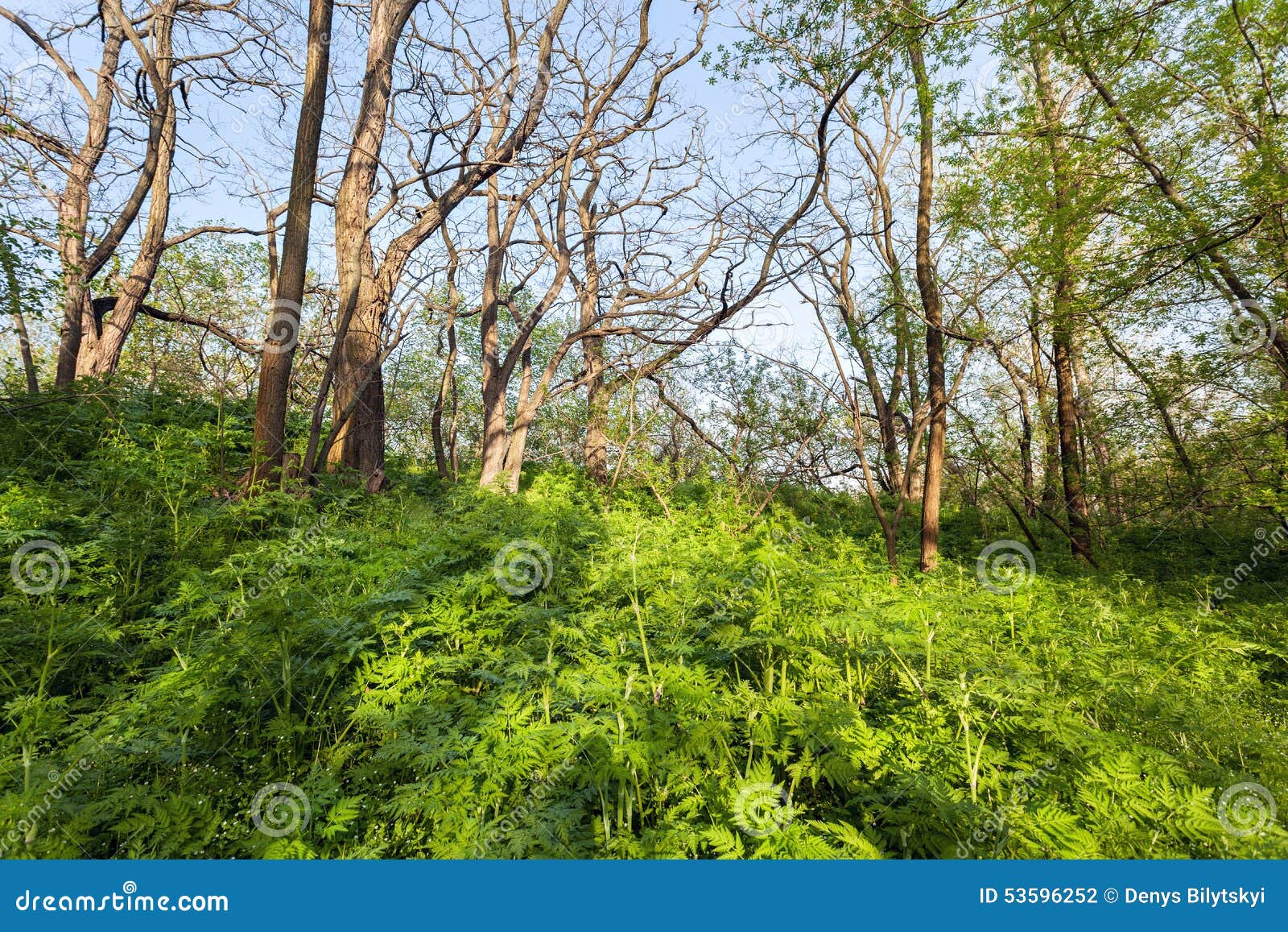 Beautiful Sunset in Magic Forest. Trail. Spring Landscape Stock Photo ...