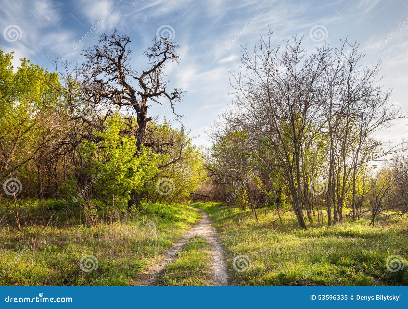 Beautiful Sunset in Magic Forest. Trail. Spring Landscape Stock Image ...